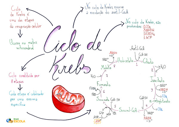 Ciclo de Krebs. Como ocorre o ciclo de Krebs? - Brasil Escola